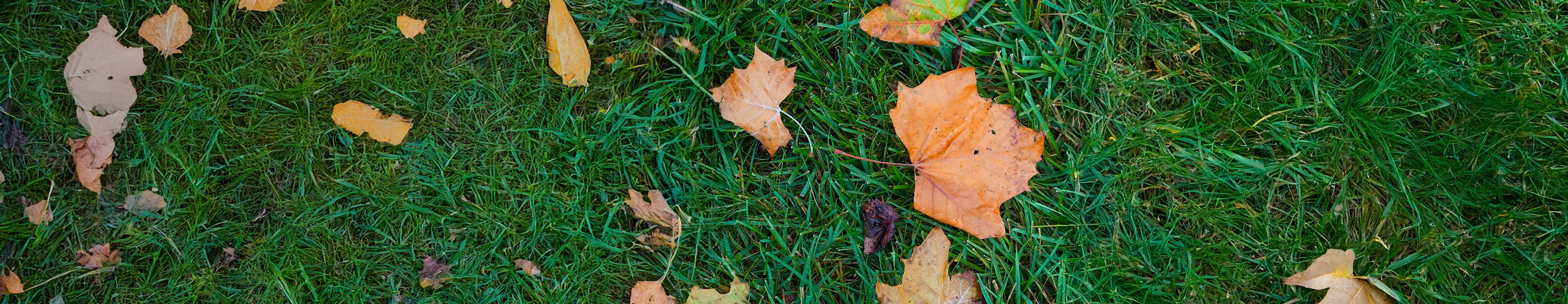 Application Seasons > Fall – The Andersons Lawn