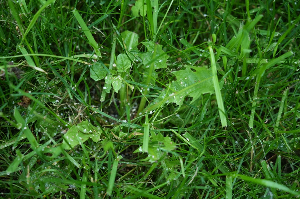 Post-Emergent Herbicides: The Do’s and Don’ts for Effective Weed ...