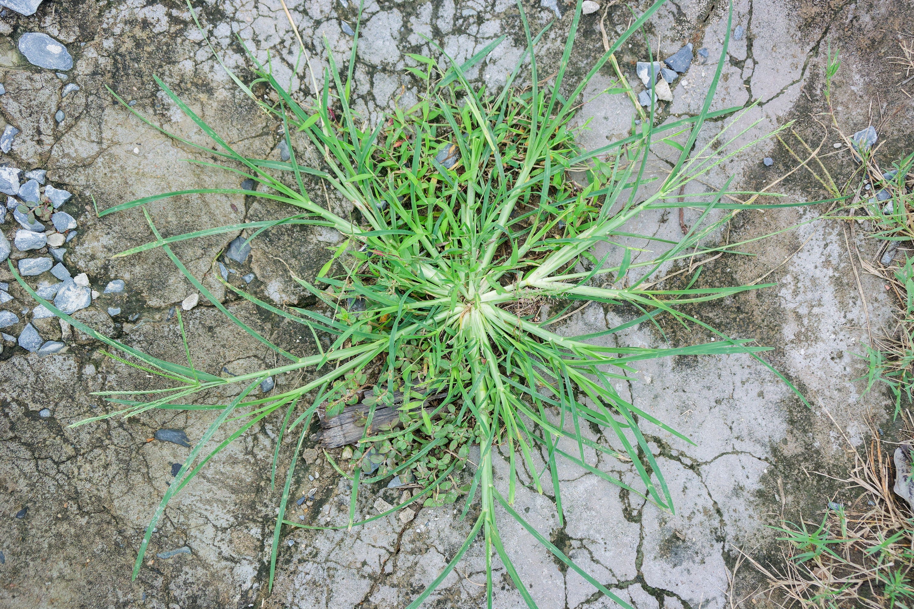 Crabgrass Control: When to Use Quintessential® vs. Q4® Plus – Andersons ...
