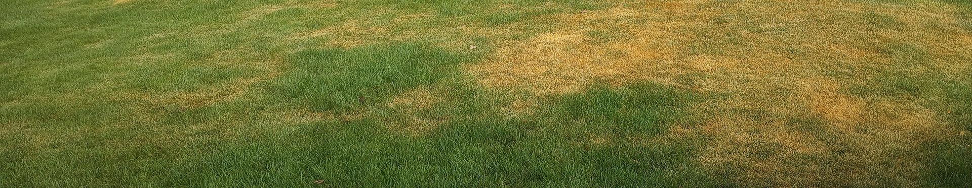 Lawn > Disease Control – The Andersons Lawn