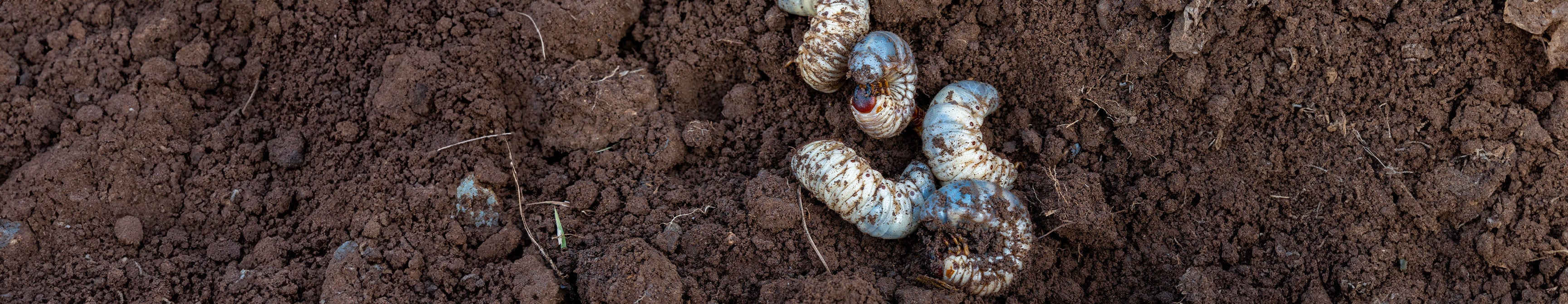 Lawn Insect Control Andersons Lawn