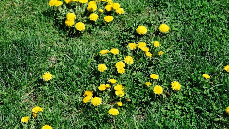 Surge® Weed & Feed 16-0-9 – Andersons Lawn